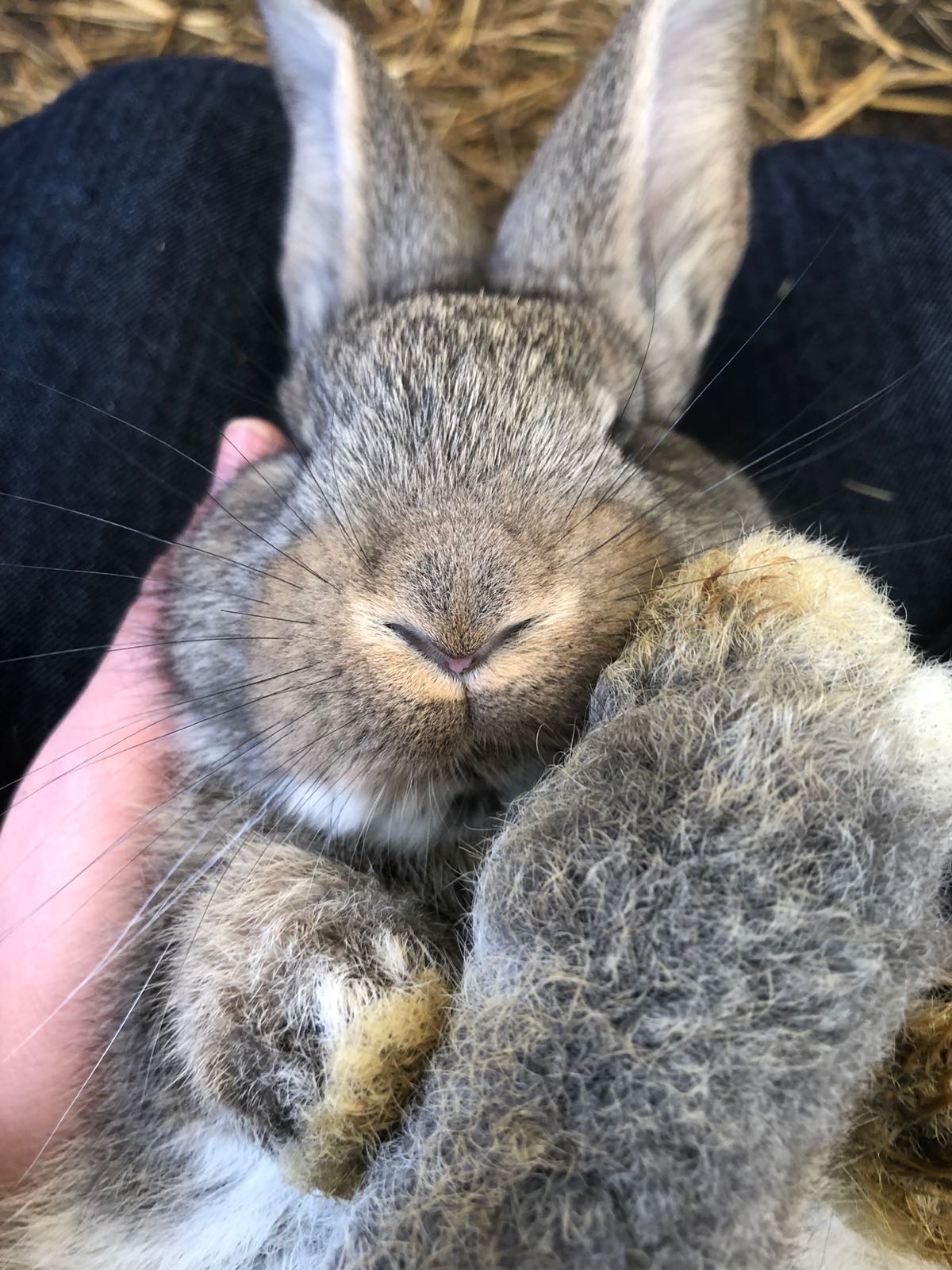 Nos Lapins Géant des Flandres
