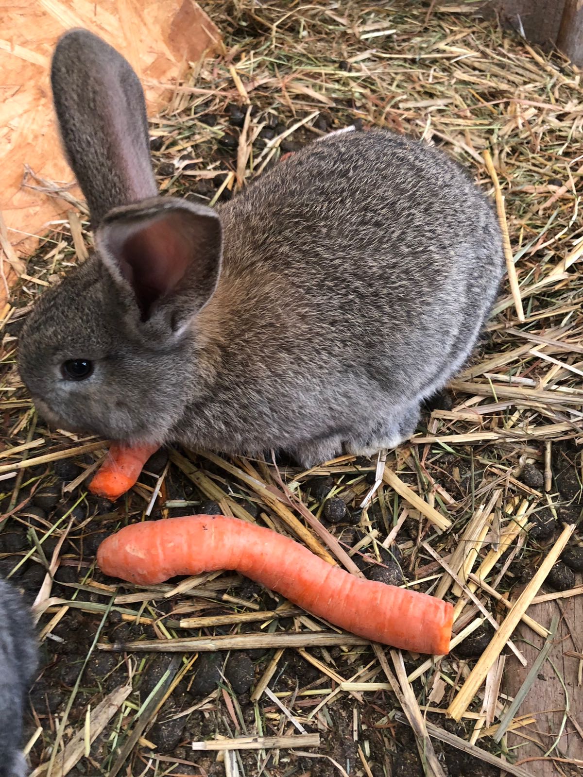 Geant Des Flandres A Adopter